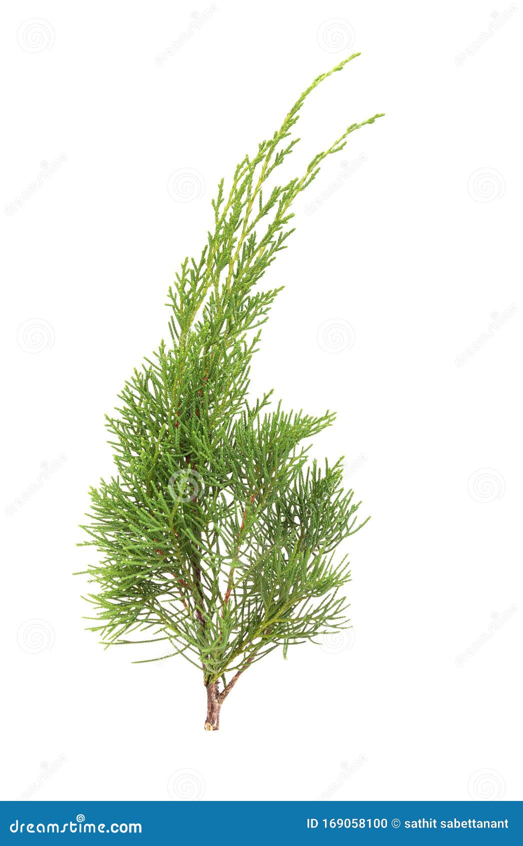 Juniperus Chinensis Isolated on White Background Stock Photo - Image of ...
