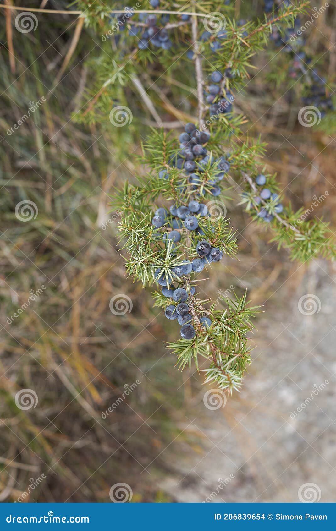 Juniperus Communis Branch with Blue Fruit Stock Photo - Image of ...