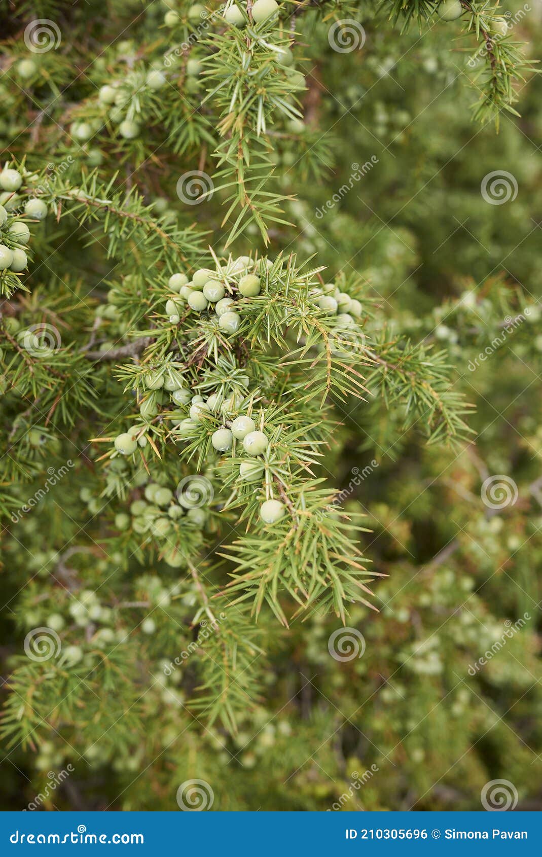 Juniperus Communis Evergreen Shrub Stock Photo - Image of background ...