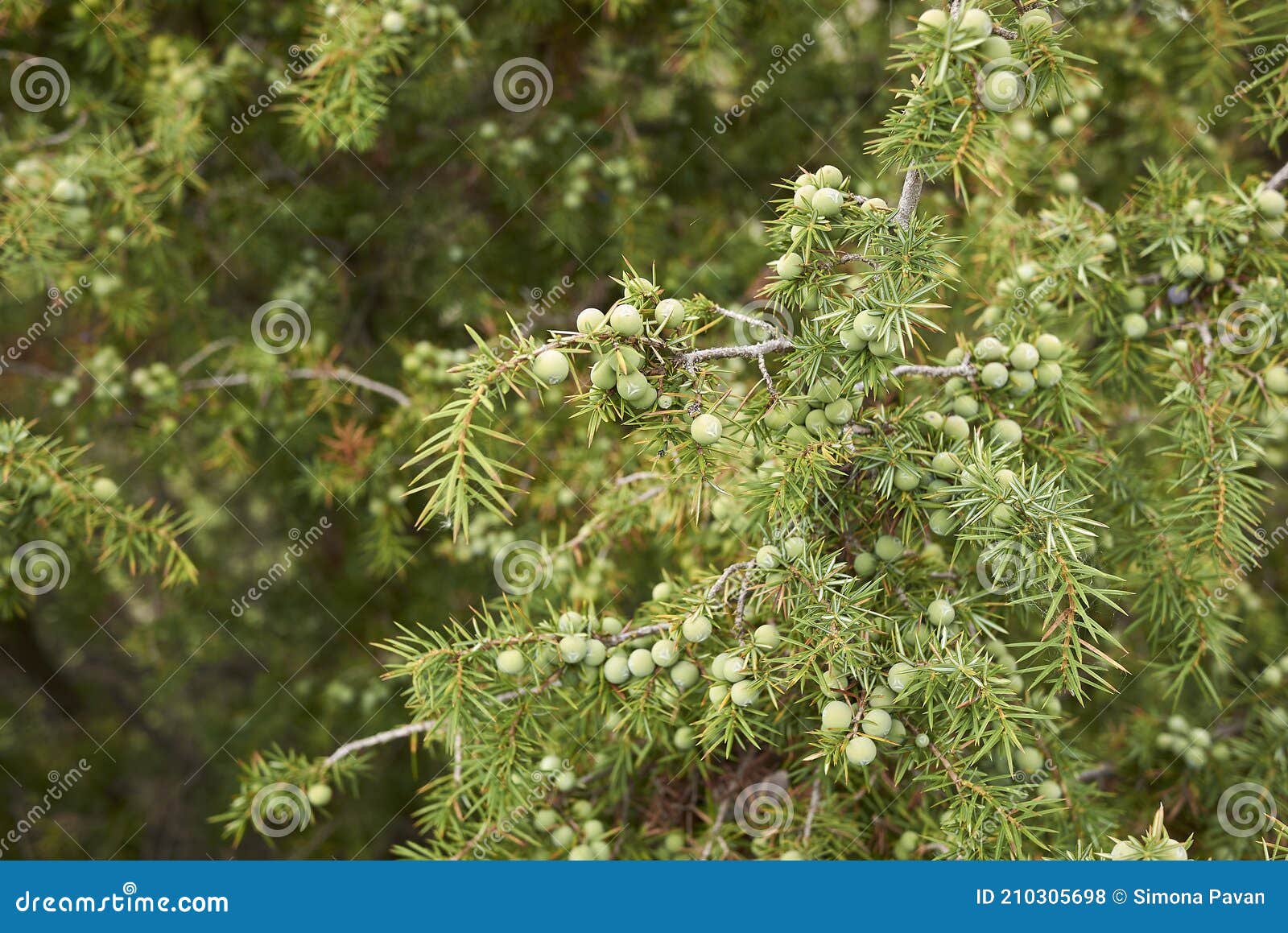 Juniperus Communis Evergreen Shrub Stock Photo - Image of juniperus ...