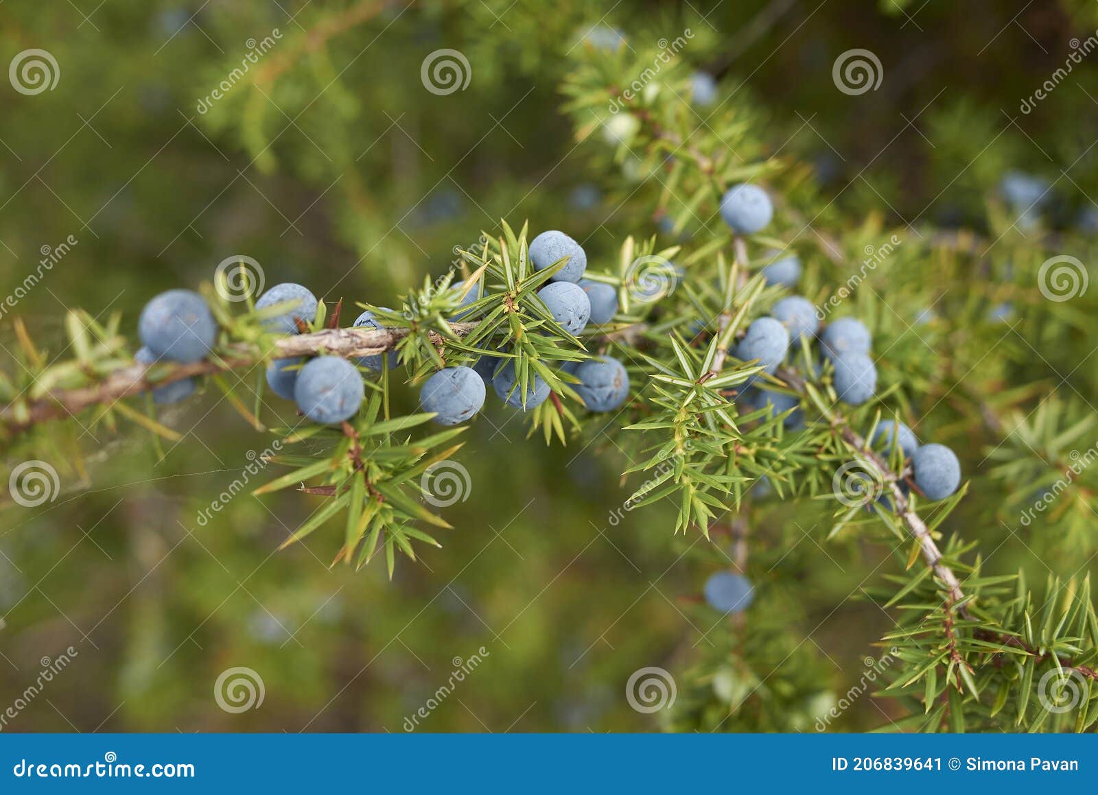 Juniperus Communis Branch with Blue Fruit Stock Image - Image of cones ...
