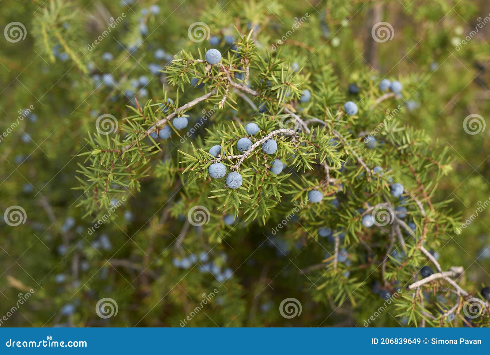 Juniperus Communis Branch with Blue Fruit Stock Image - Image of ...