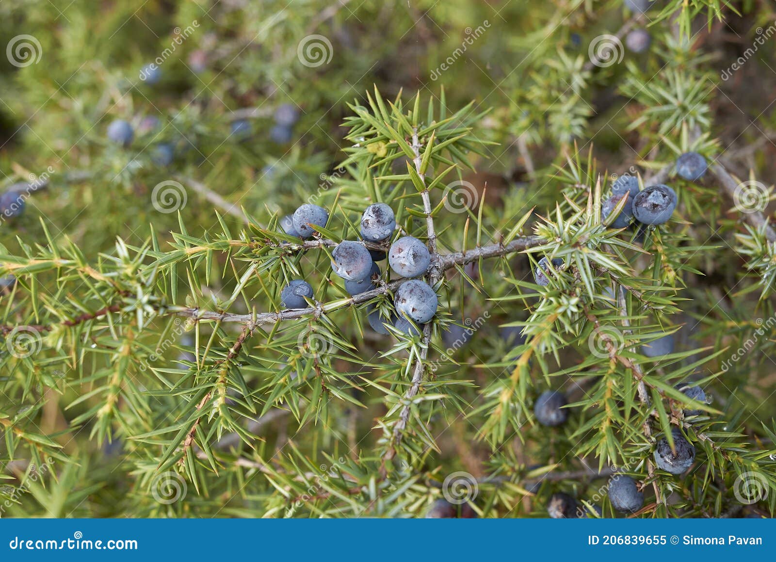 Juniperus Communis Branch with Blue Fruit Stock Image - Image of ...