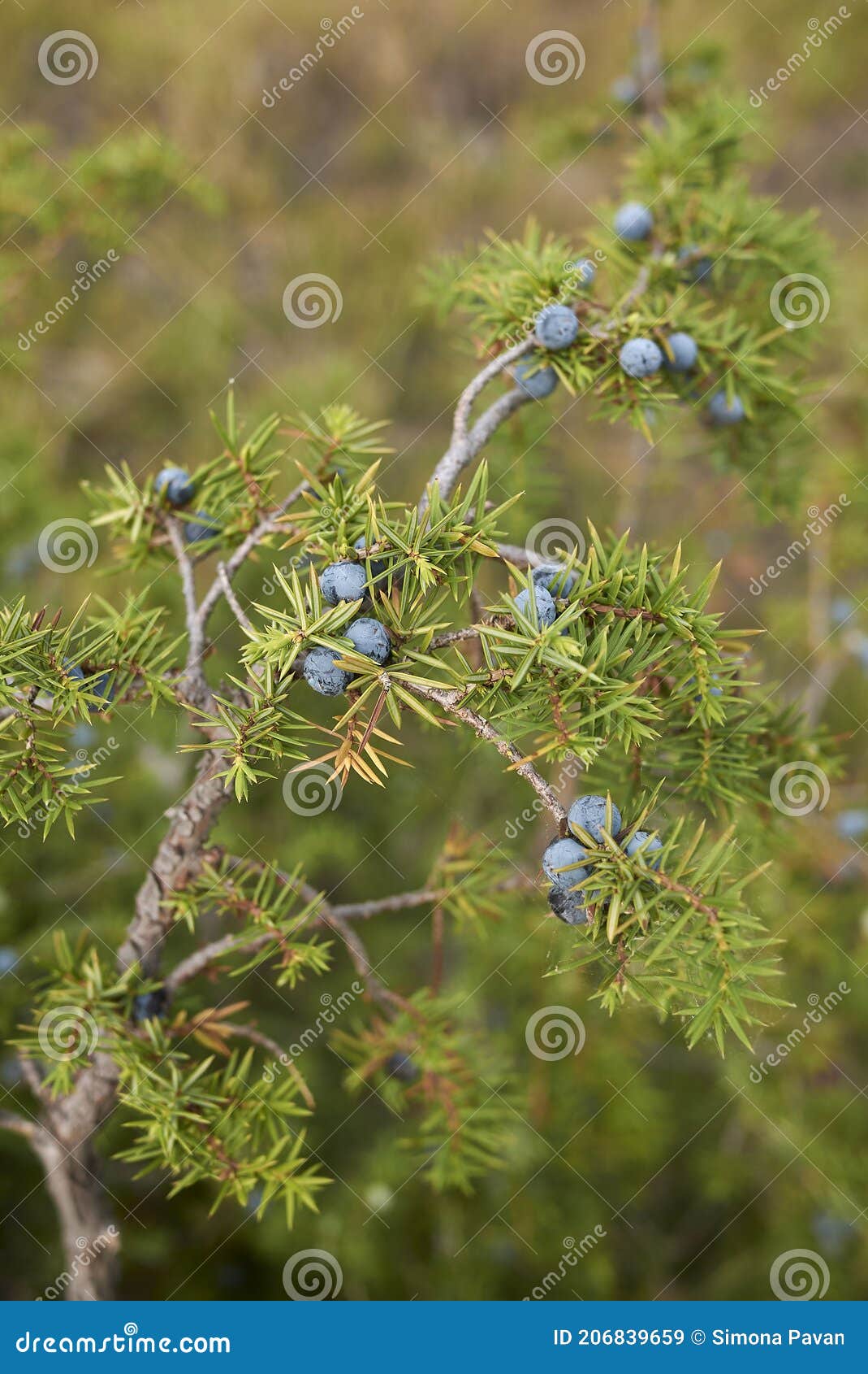 Juniperus Communis Branch with Blue Fruit Stock Image - Image of cones ...