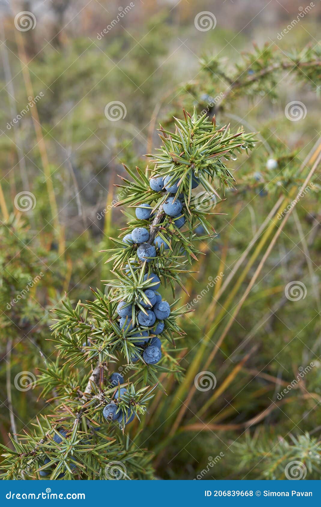 Juniperus Communis Branch with Blue Fruit Stock Photo - Image of ...