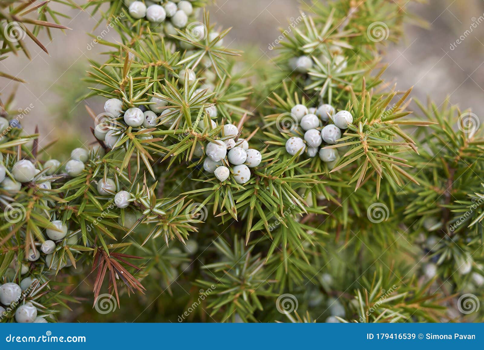 Green Berries of Juniperus Communis Shrub Stock Image - Image of ...