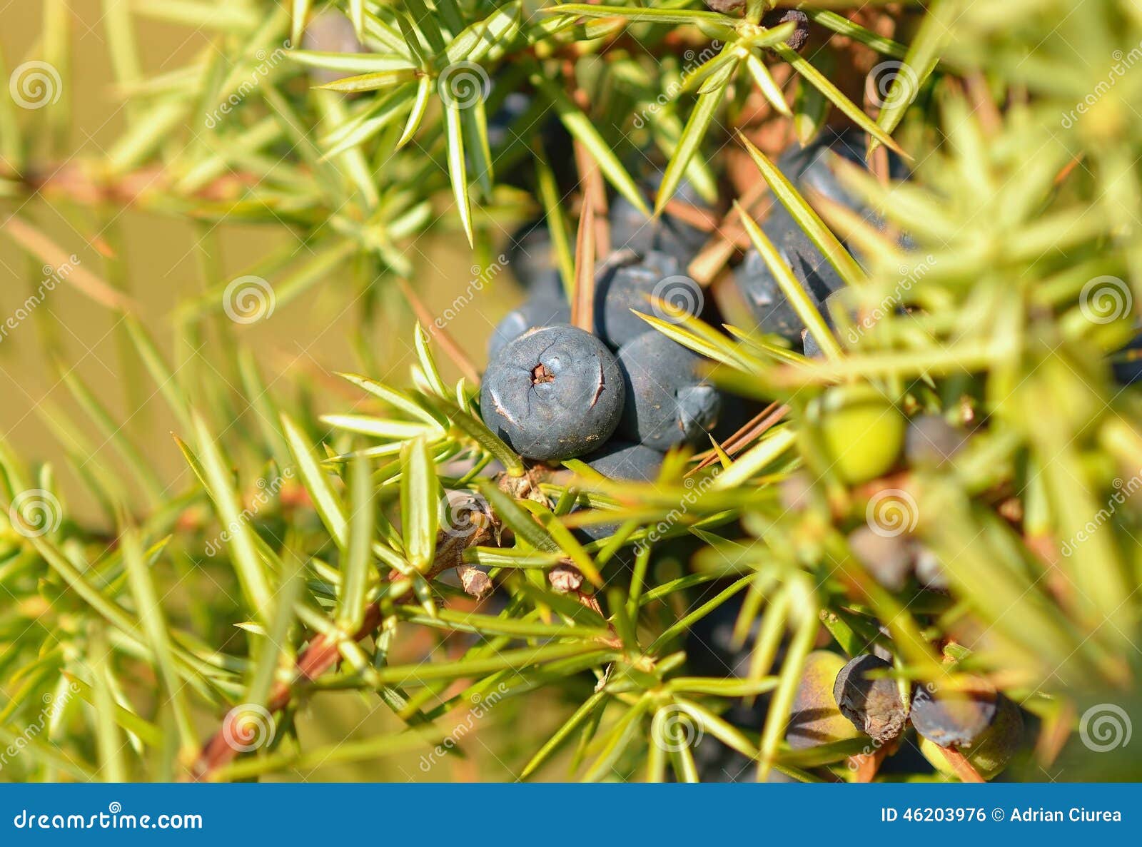 Juniperus communis stock photo. Image of color, berry - 46203976