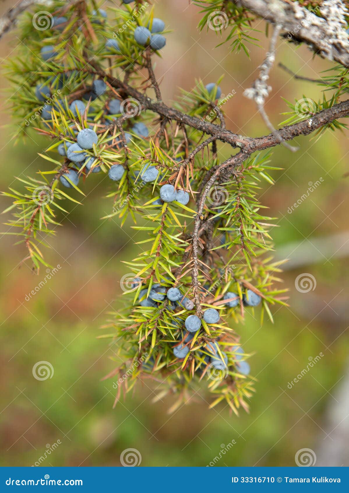 Juniperus communis stock photo. Image of needle, shrub - 33316710