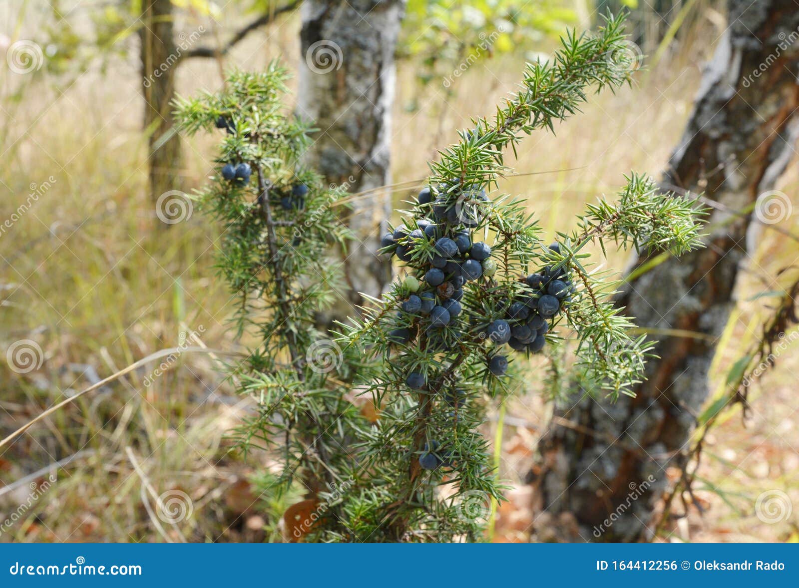 Juniperus Communis with Juniper Berries. Juniperus Communis with ...