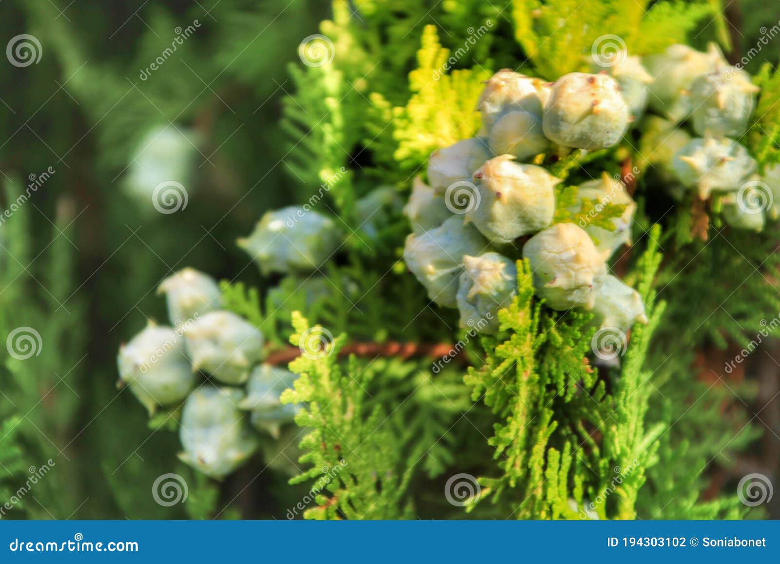 Juniperus Communis Plant in the Garden Stock Photo - Image of evergreen ...