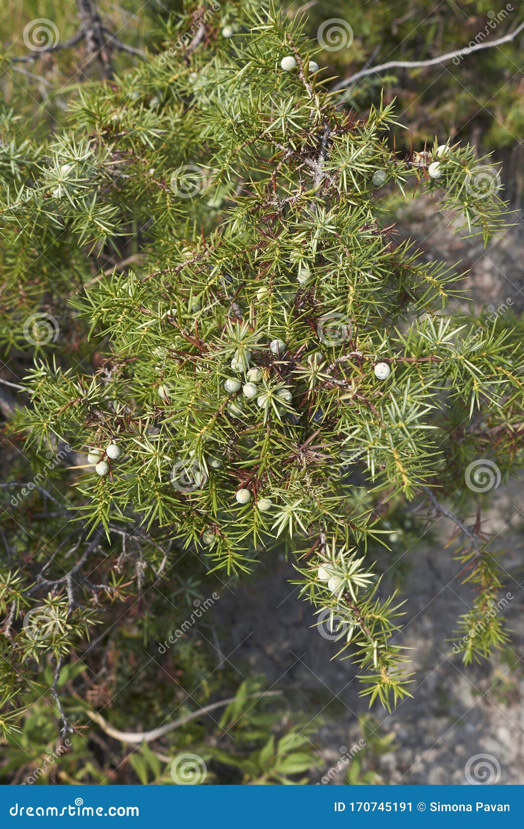 Juniperus communis shrub stock image. Image of green - 170745191