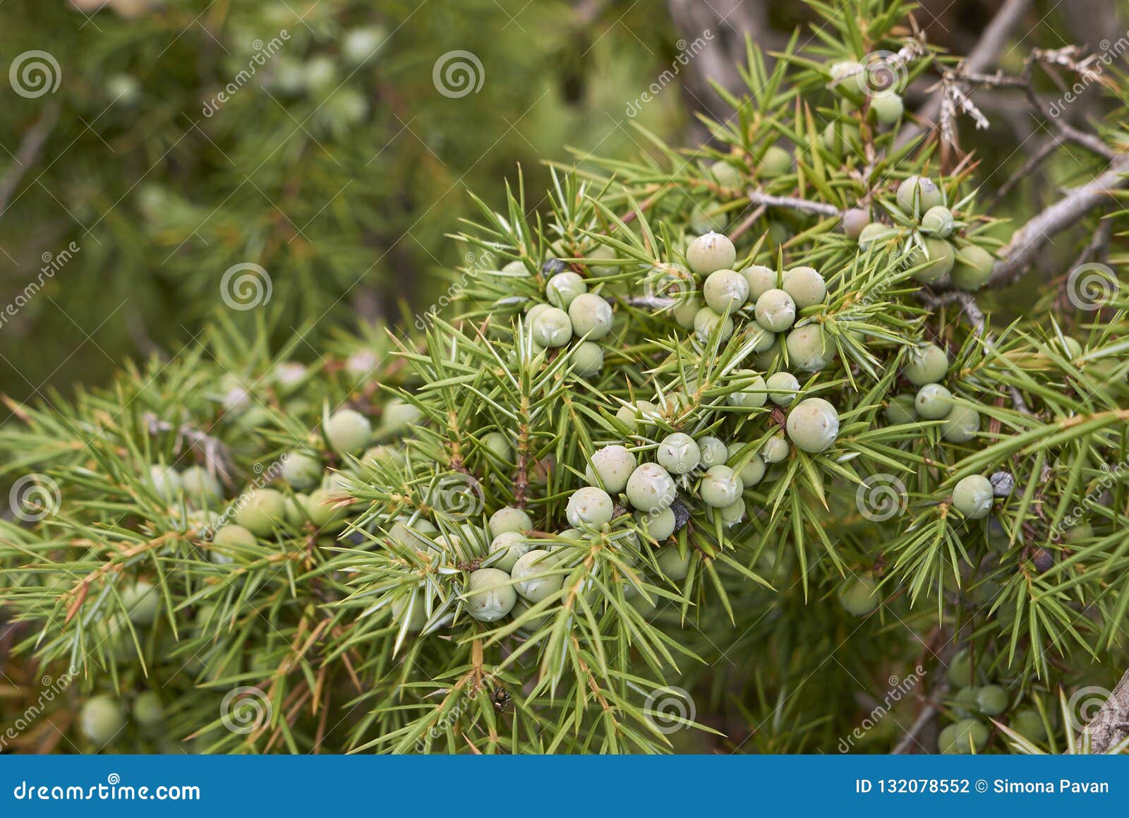 Unripe Berries of Juniperus Communis Stock Photo - Image of ...