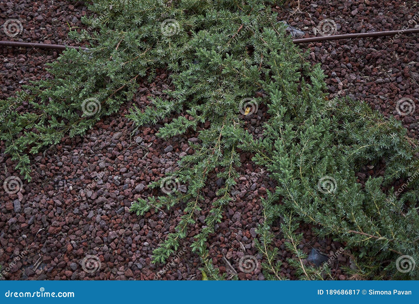 Juniperus formosana shrub stock image. Image of garden - 189686817