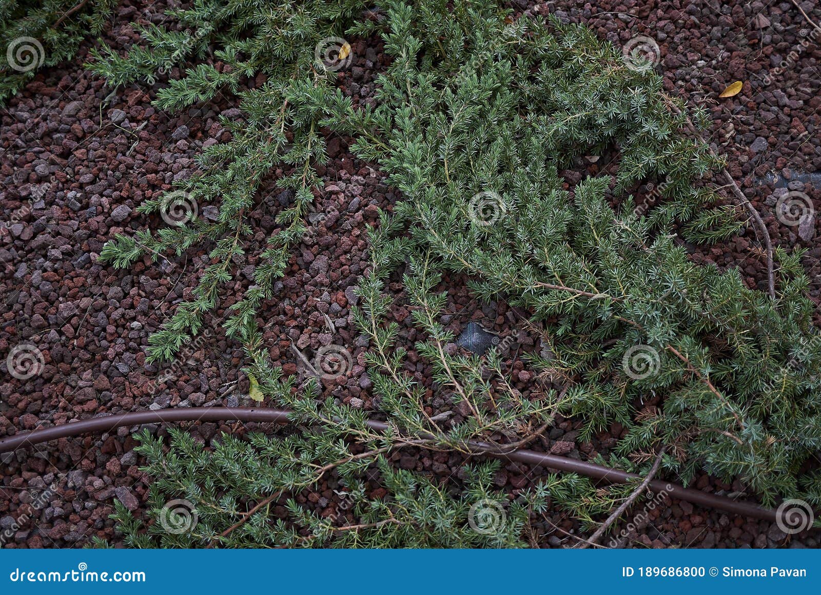 Juniperus formosana shrub stock photo. Image of juniperus - 189686800