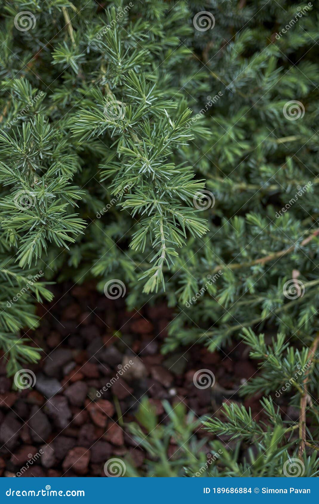 Juniperus formosana shrub stock photo. Image of foliage - 189686884