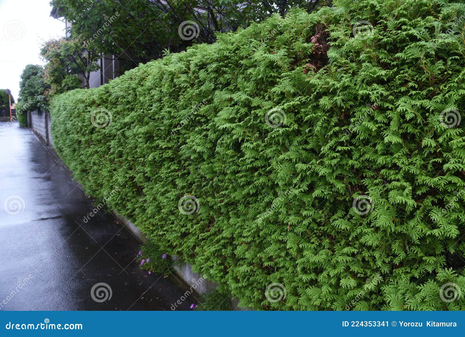 Juniperus hedge. stock image. Image of leave, evergreen - 224353341