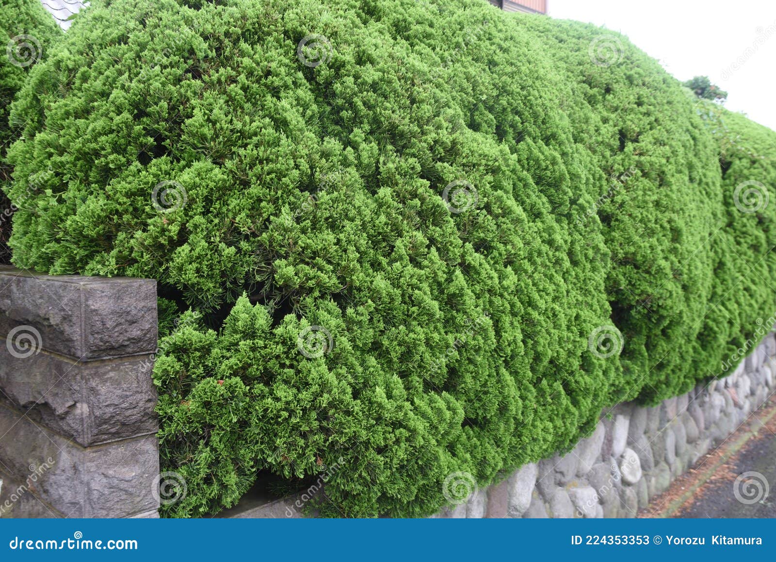 Juniperus hedge. stock image. Image of coniferous, conifer - 224353353