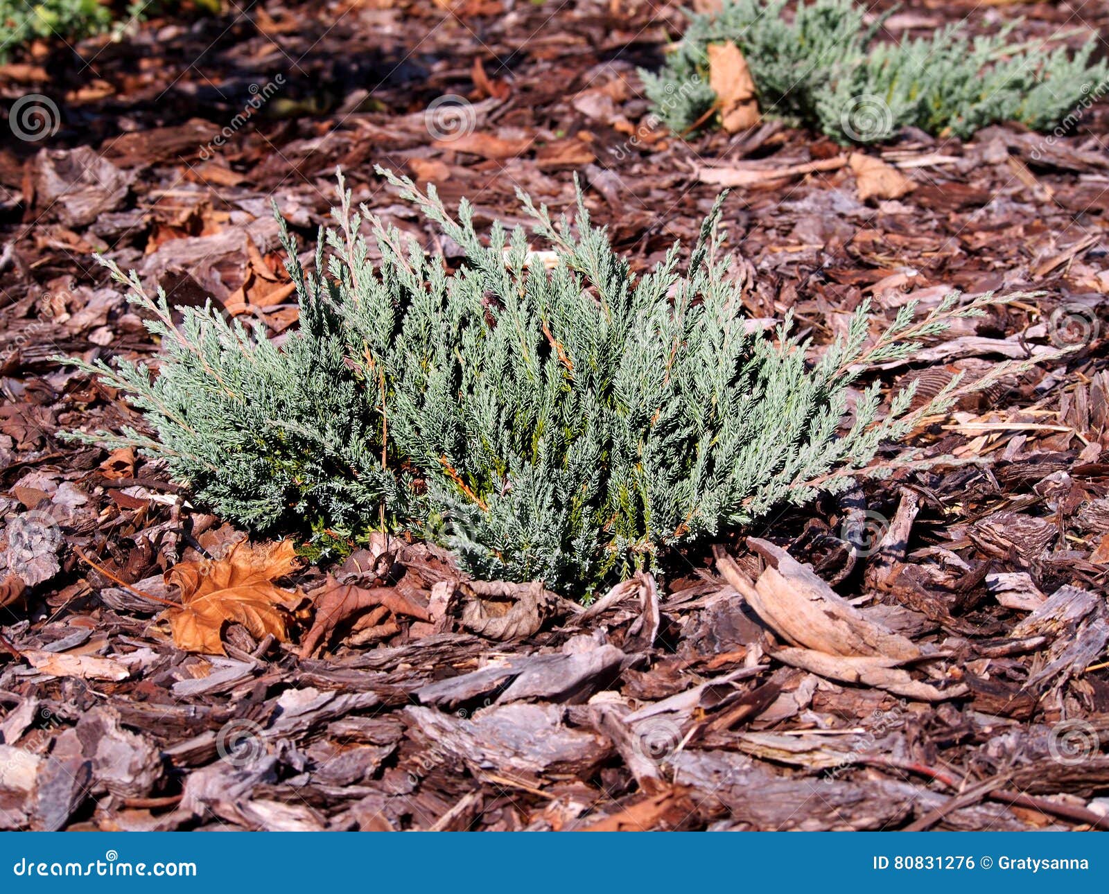 Juniperus Horizontalis `Blue Chip` Stock Photo - Image of silver, leaf ...
