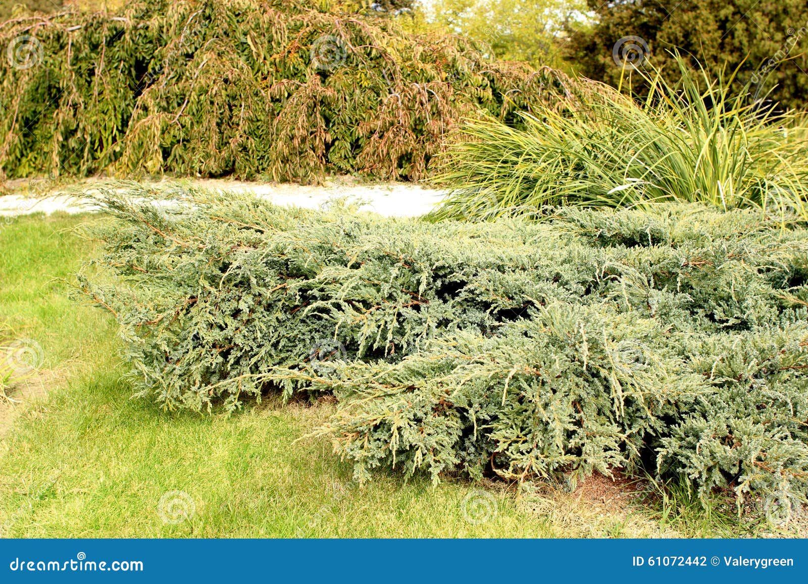 Juniperus Horizontalis in the Garden Stock Photo - Image of juniper ...