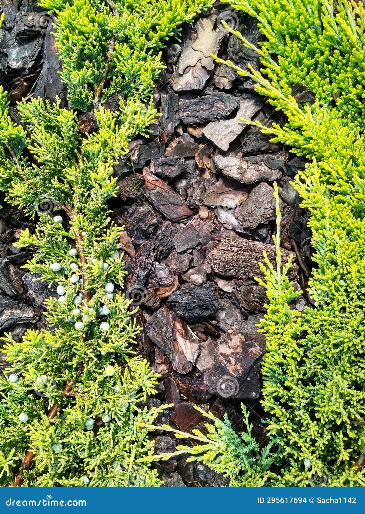 Juniperus Horizontalis Golden Carpet Creeping Juniper. Juniper Tree ...