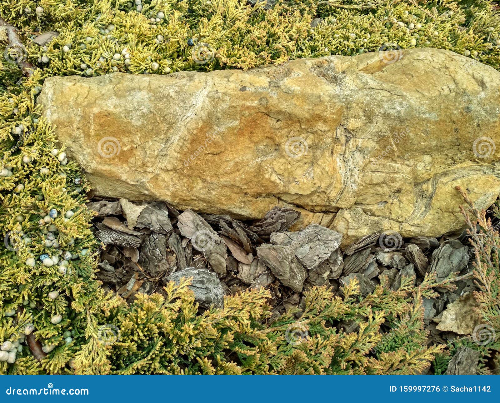 Juniperus Horizontalis `Golden Carpet` Creeping Juniper. Juniper Tree ...