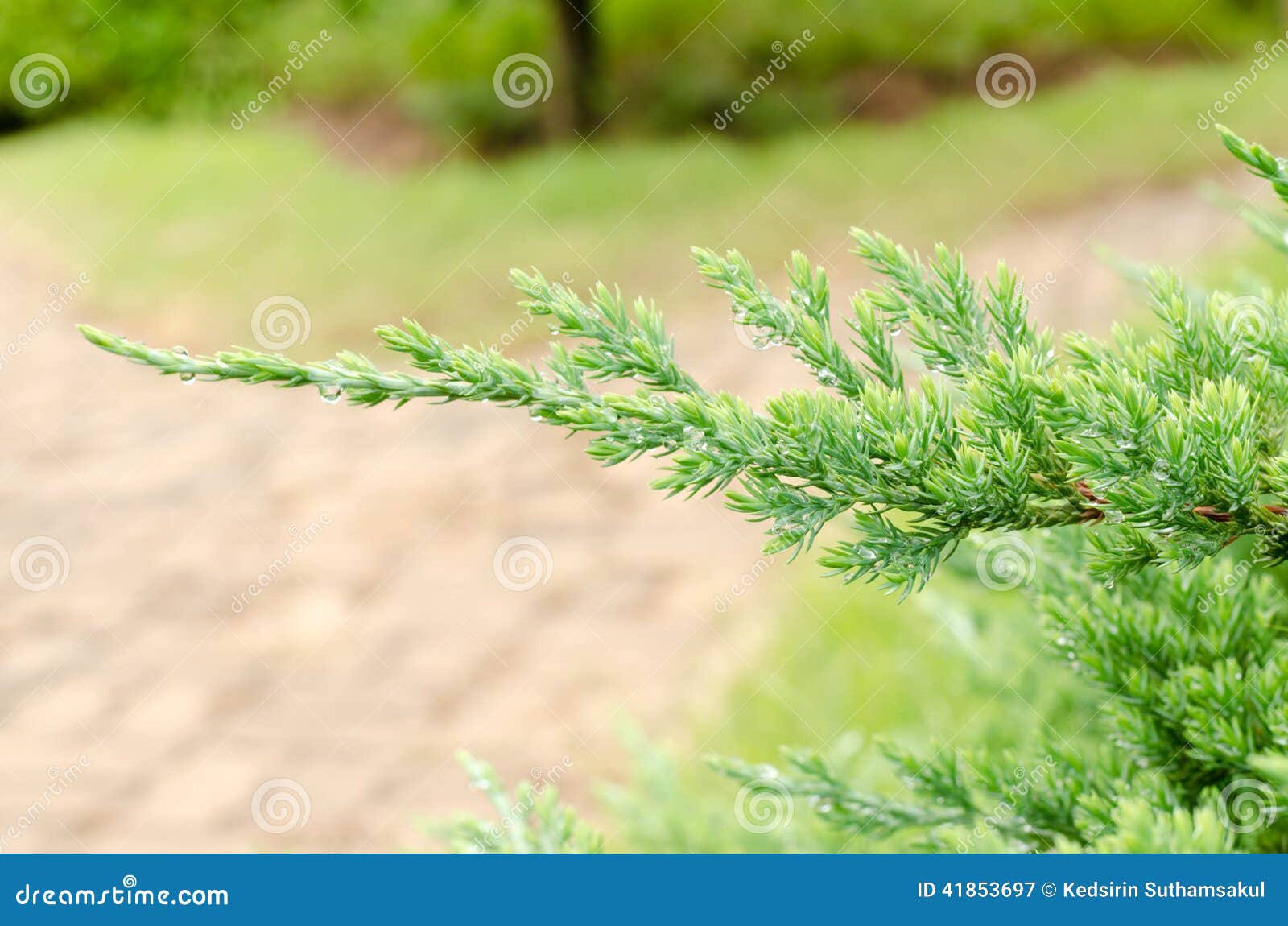 Juniperus leaves stock image. Image of evergreen, cone - 41853697
