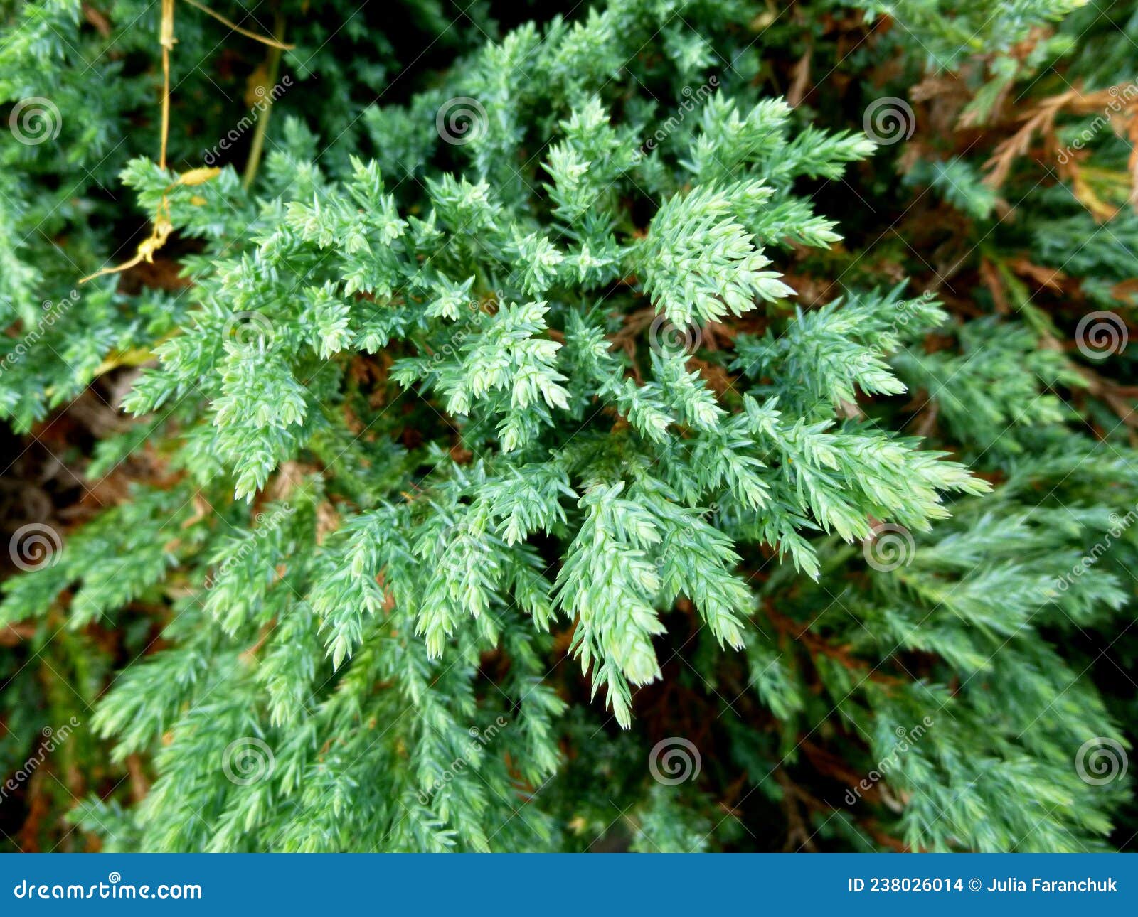 Juniperus Occidentalis, Western Juniper. Branches with Green Needles ...