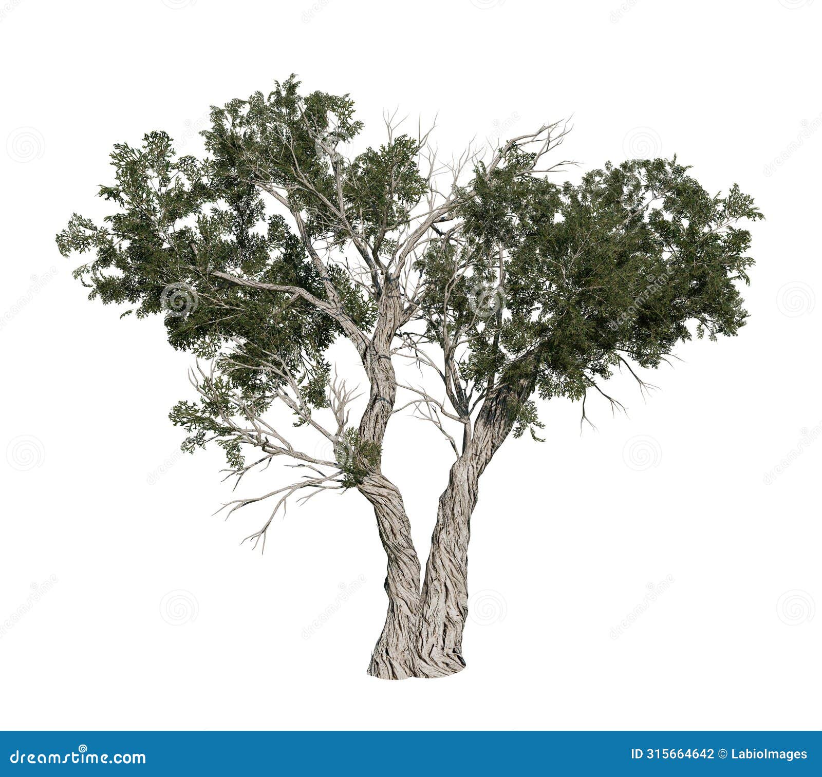 Osteosperma Cartoons, Illustrations & Vector Stock Images - 8 Pictures ...