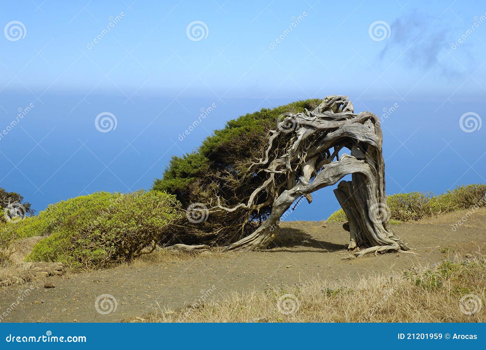 Juniperus Phoenicea L, Black Juniper Or Smooth Juniper. Commonly Known ...