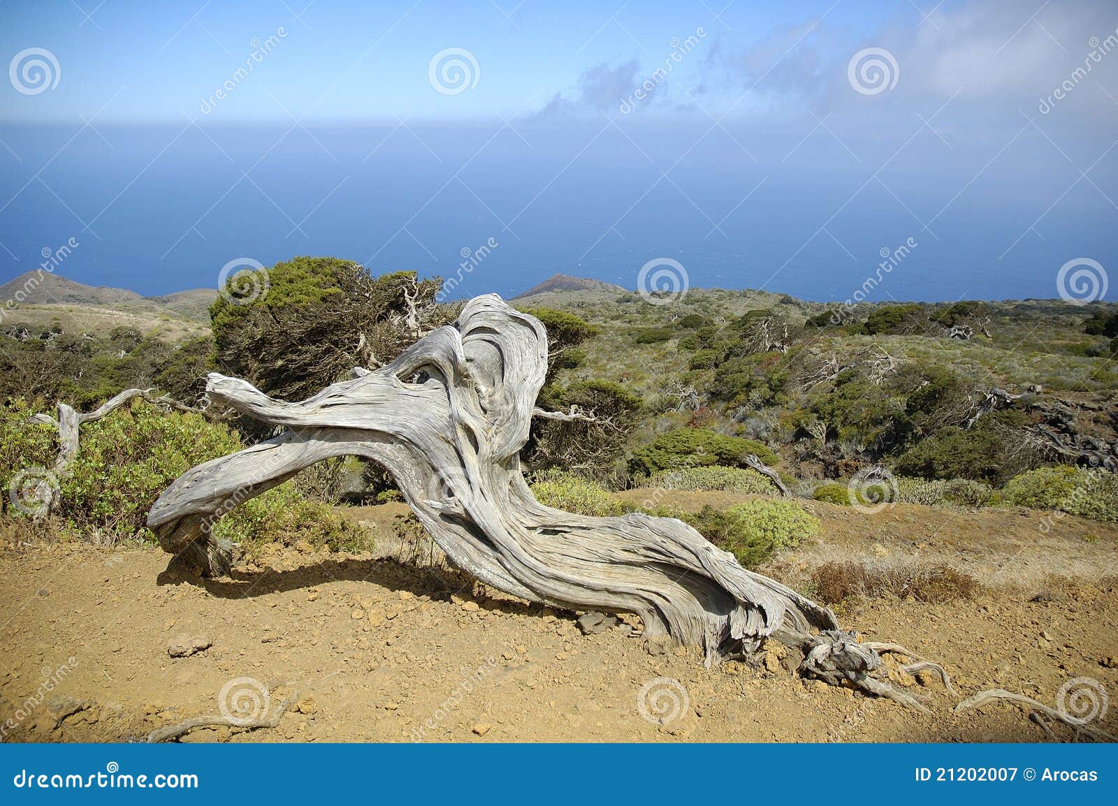 Juniperus Phoenicea L, Black Juniper Or Smooth Juniper. Commonly Known ...
