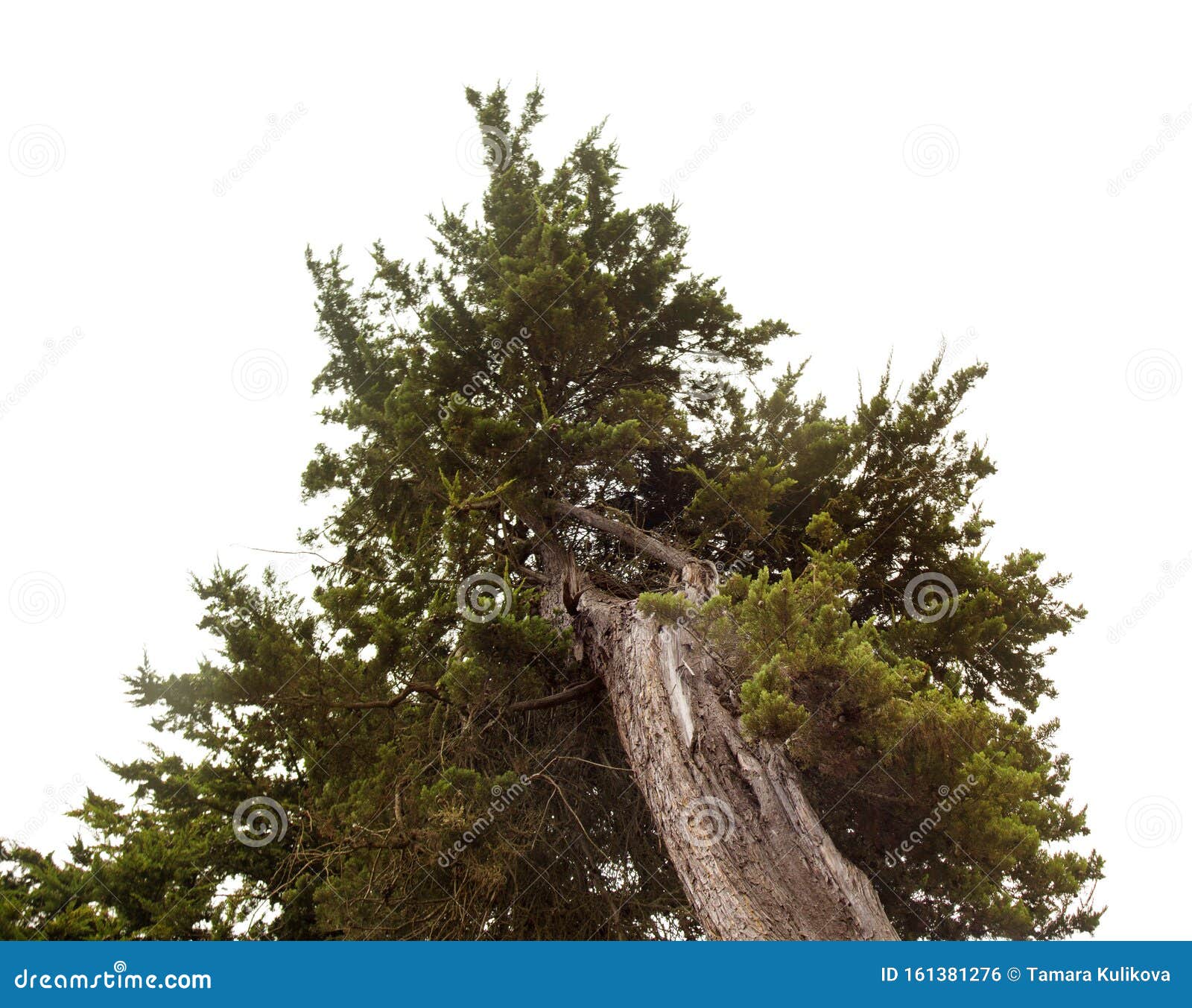 Juniperus Phoenicea L, Black Juniper Or Smooth Juniper. Commonly Known ...