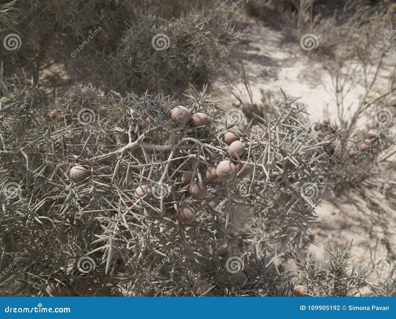 Juniperus Phoenicea L, Black Juniper Or Smooth Juniper. Commonly Known ...