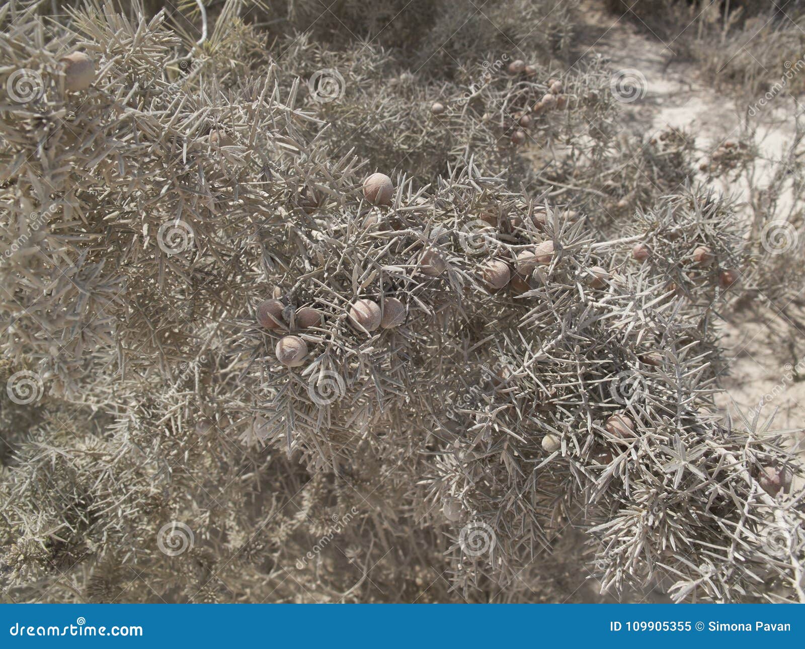 Juniperus Phoenicea L, Black Juniper Or Smooth Juniper. Commonly Known ...