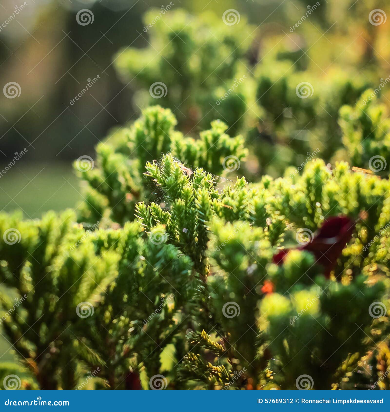 Juniperus Procumbens foto de archivo. Imagen de viejo - 57689312
