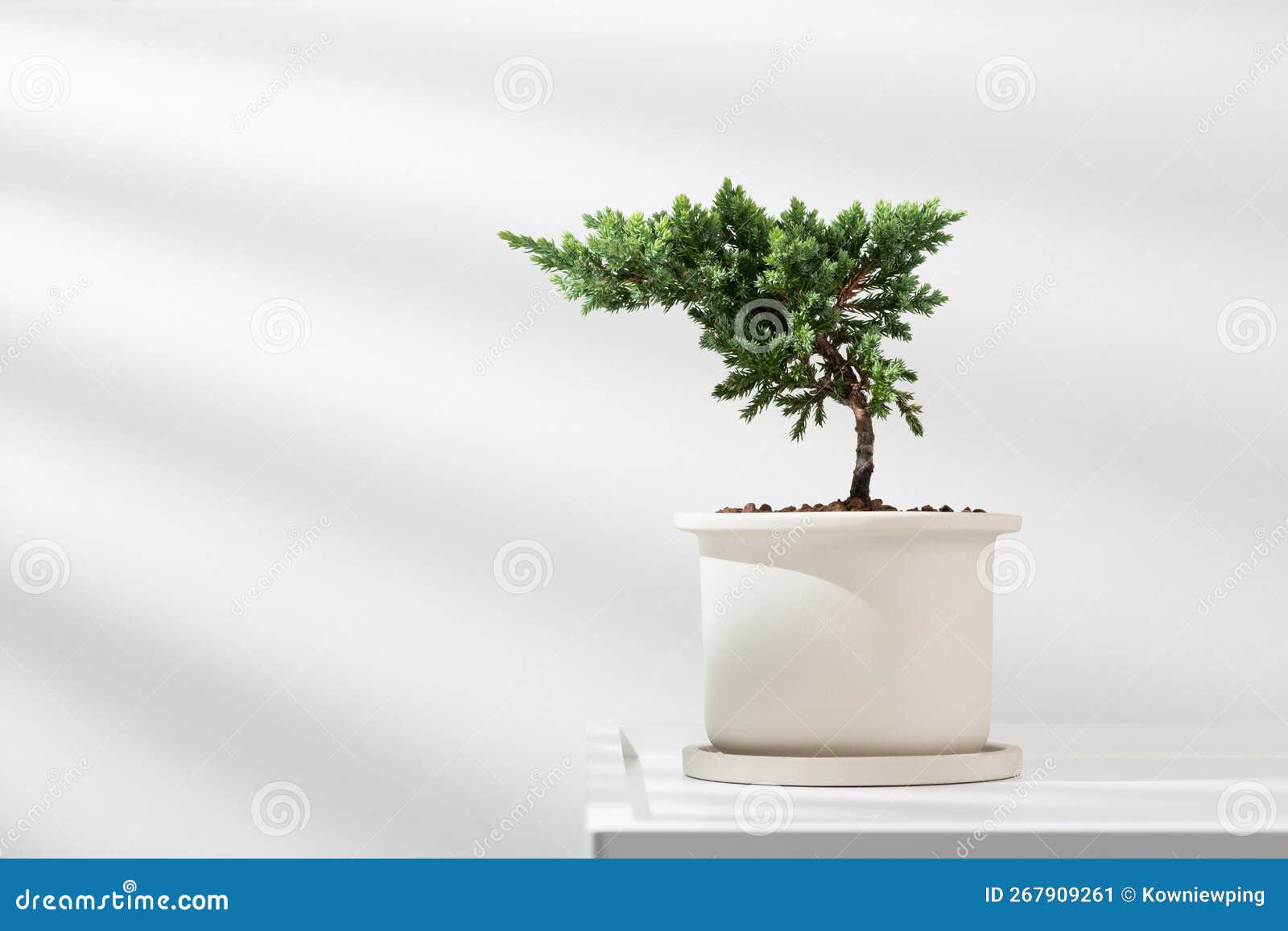 Juniperus stock image. Image of simple, juniperus, home - 267909261