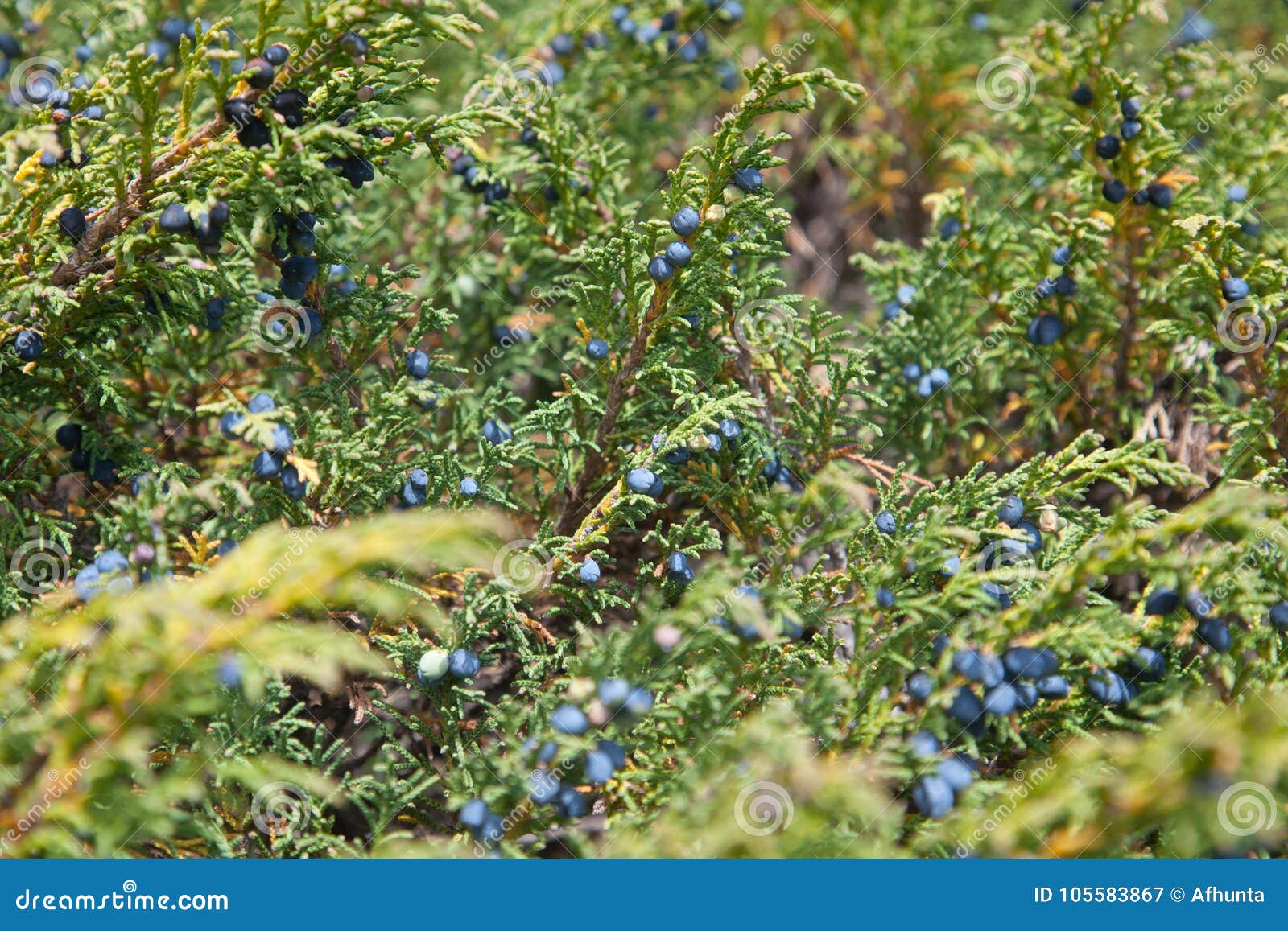 Juniperus sabina stock image. Image of barberry, medicinal - 105583867