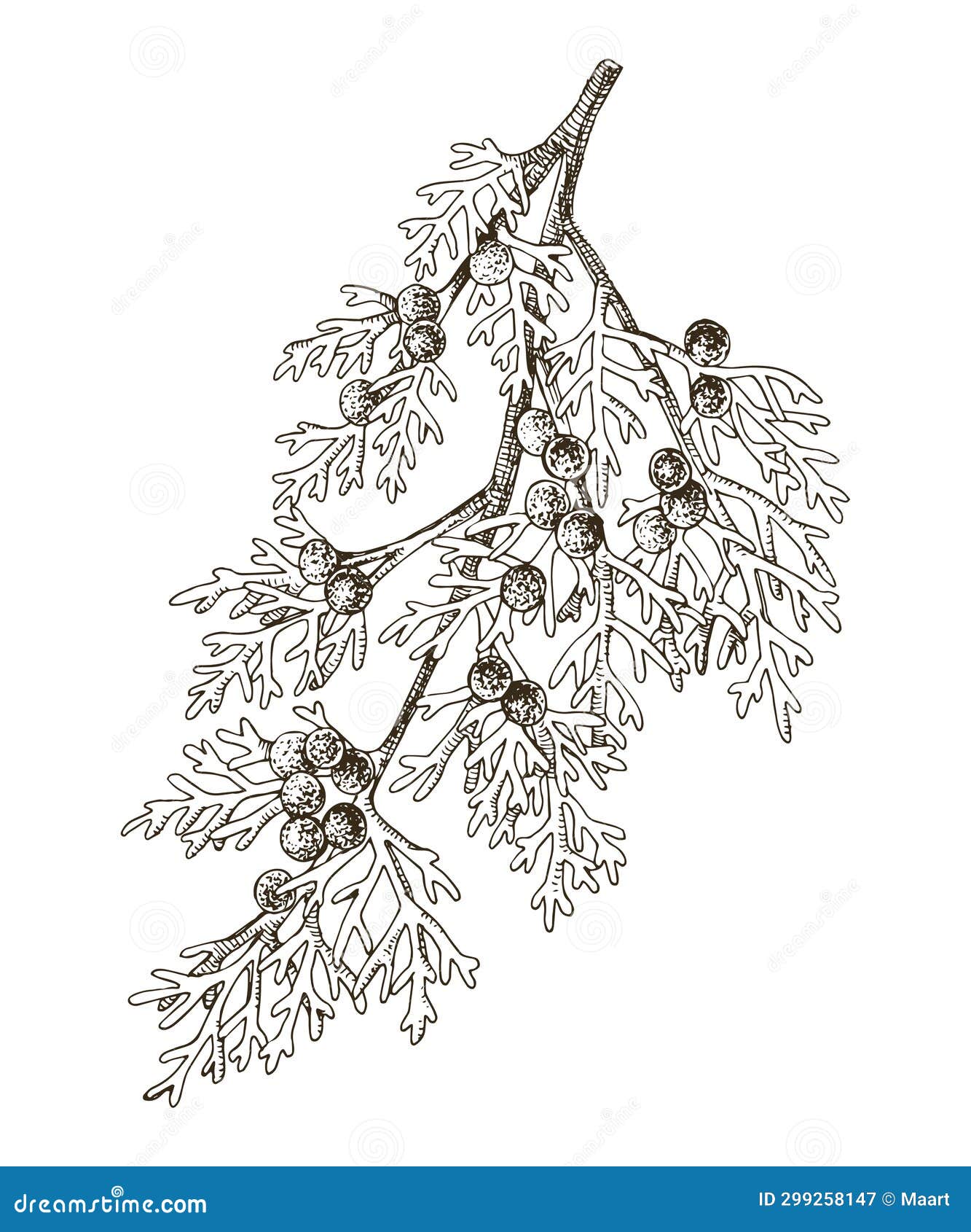 Juniperus Scopulorum Hand Drawn Tree Branch Stock Illustration ...