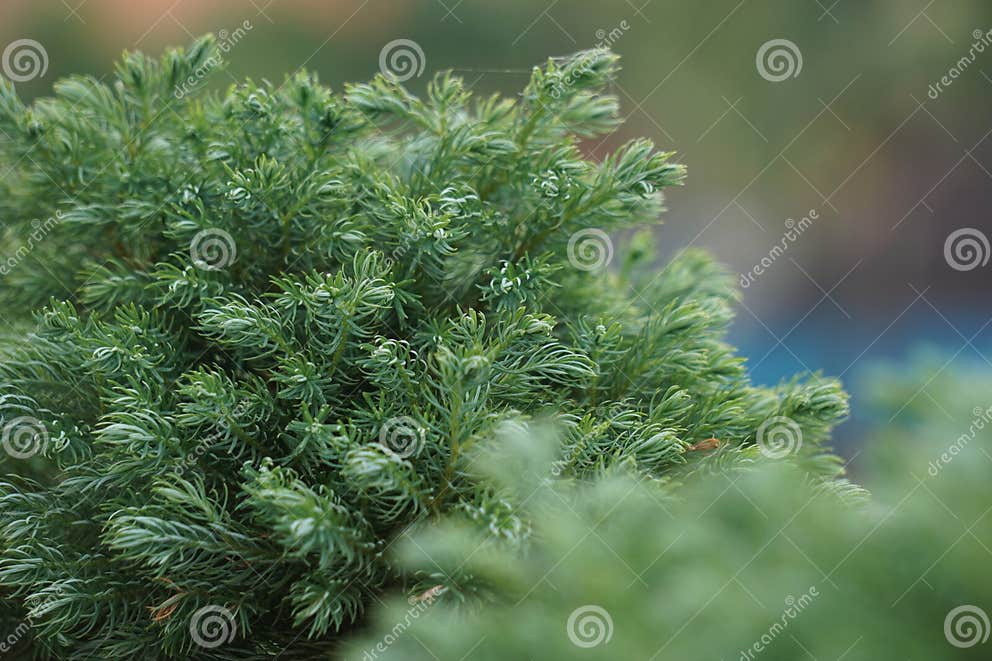 Juniperus Squamata (Also Called Flaky Juniper, Himalayan Juniper) in ...
