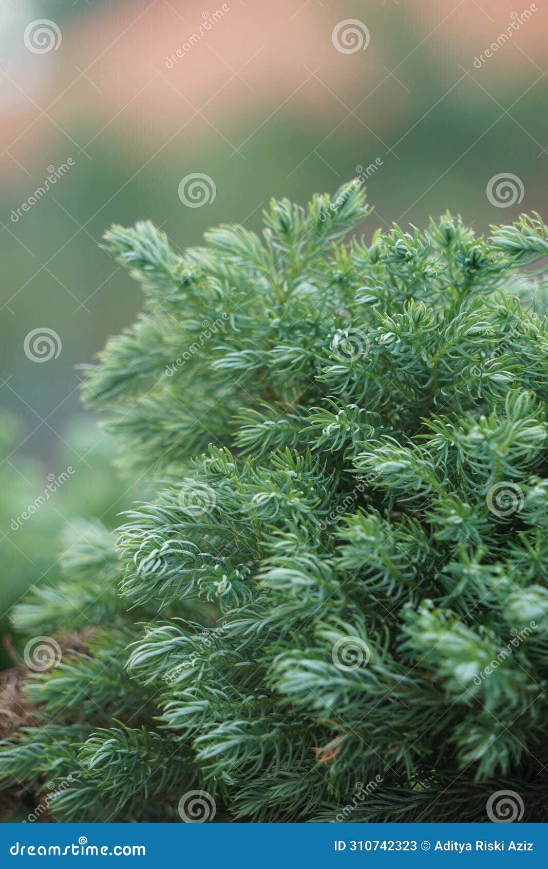 Juniperus Squamata (Also Called Flaky Juniper, Himalayan Juniper) in ...