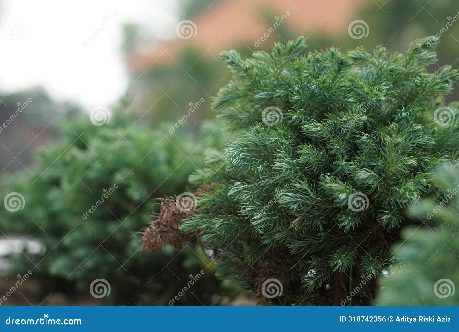 Juniperus Squamata (Also Called Flaky Juniper, Himalayan Juniper) in ...