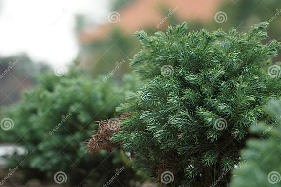 Juniperus Squamata (Also Called Flaky Juniper, Himalayan Juniper) in ...