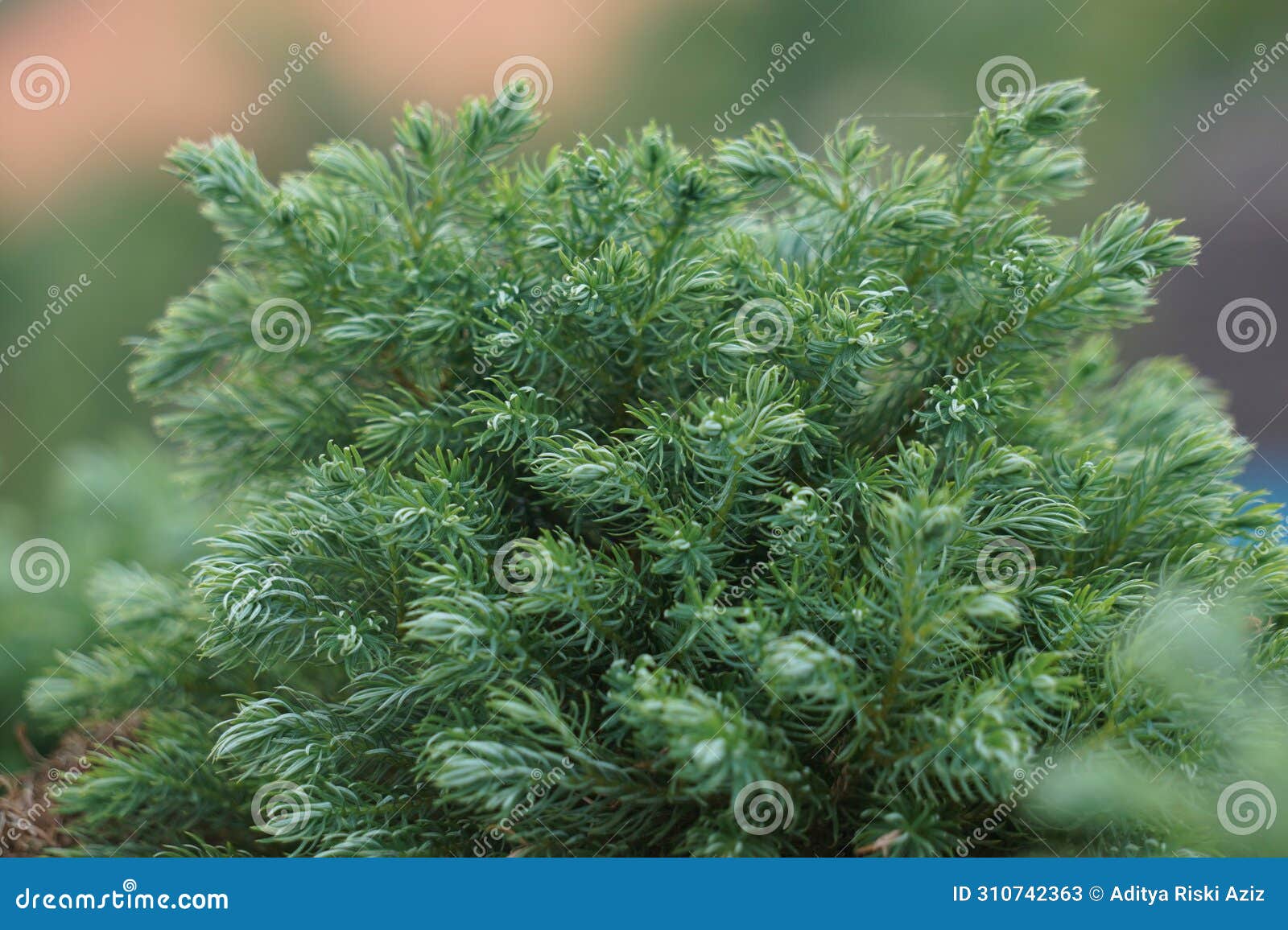 Juniperus Squamata (Also Called Flaky Juniper, Himalayan Juniper) in ...