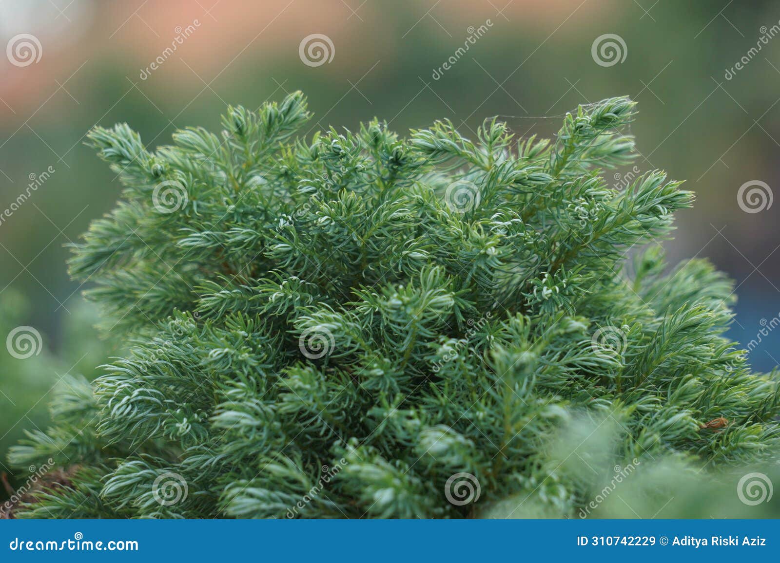 Juniperus Squamata (Also Called Flaky Juniper, Himalayan Juniper) in ...