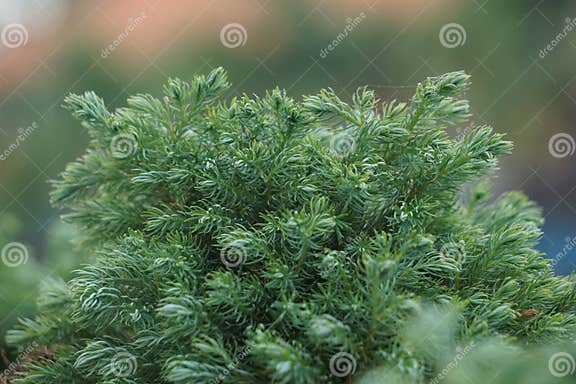 Juniperus Squamata (Also Called Flaky Juniper, Himalayan Juniper) in ...