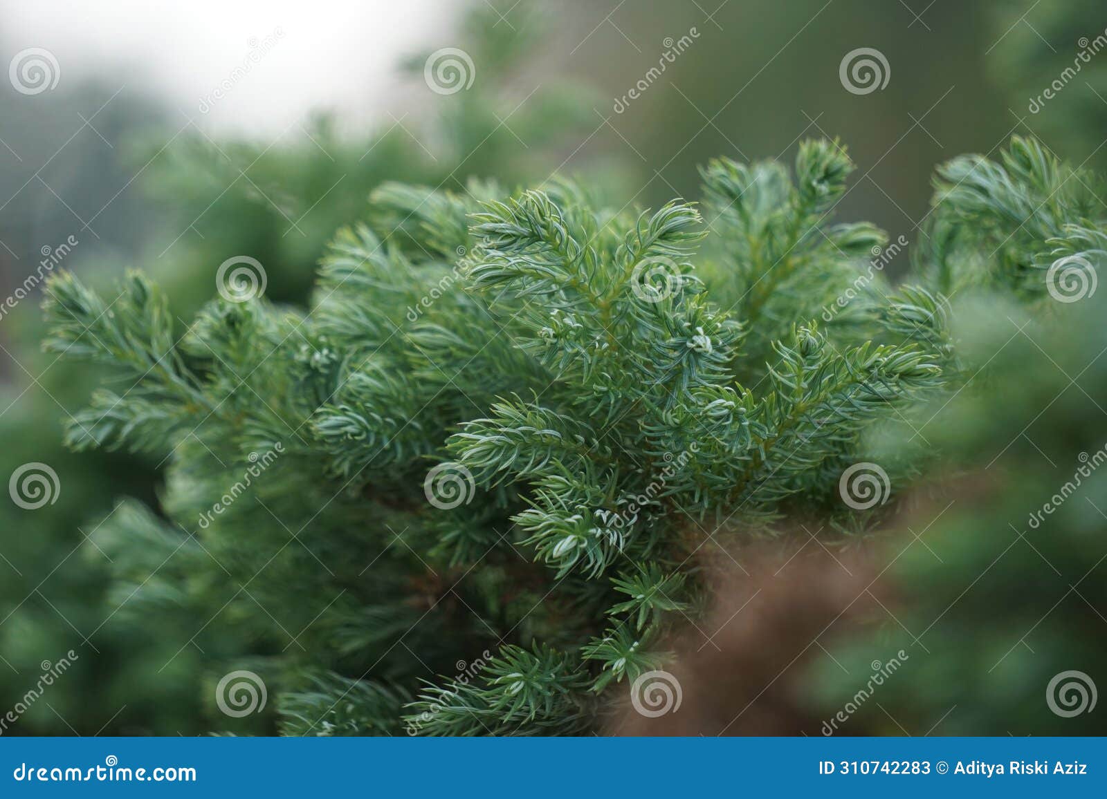 Juniperus Squamata (Also Called Flaky Juniper, Himalayan Juniper) in ...