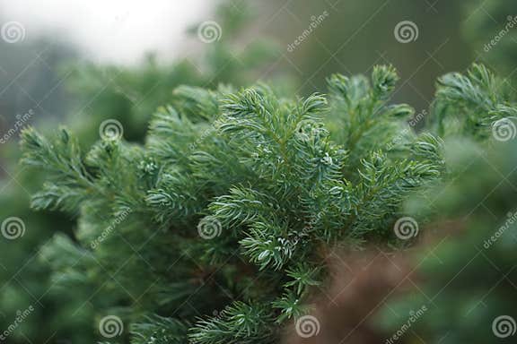 Juniperus Squamata (Also Called Flaky Juniper, Himalayan Juniper) in ...