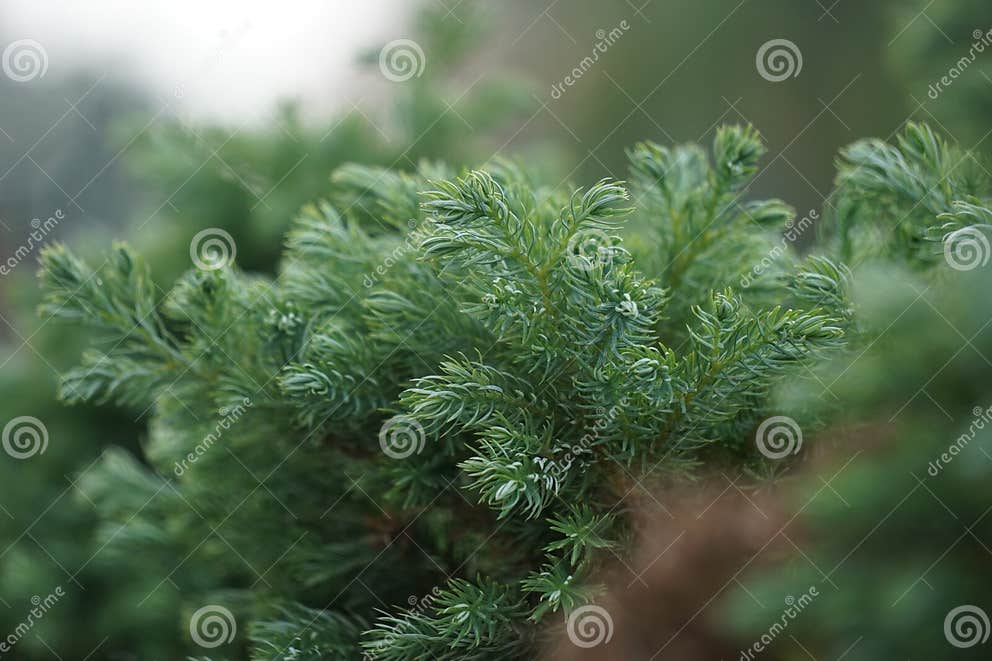 Juniperus Squamata (Also Called Flaky Juniper, Himalayan Juniper) in ...