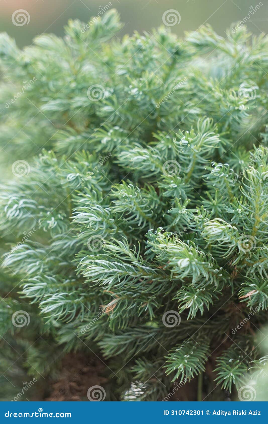 Juniperus Squamata (Also Called Flaky Juniper, Himalayan Juniper) in ...