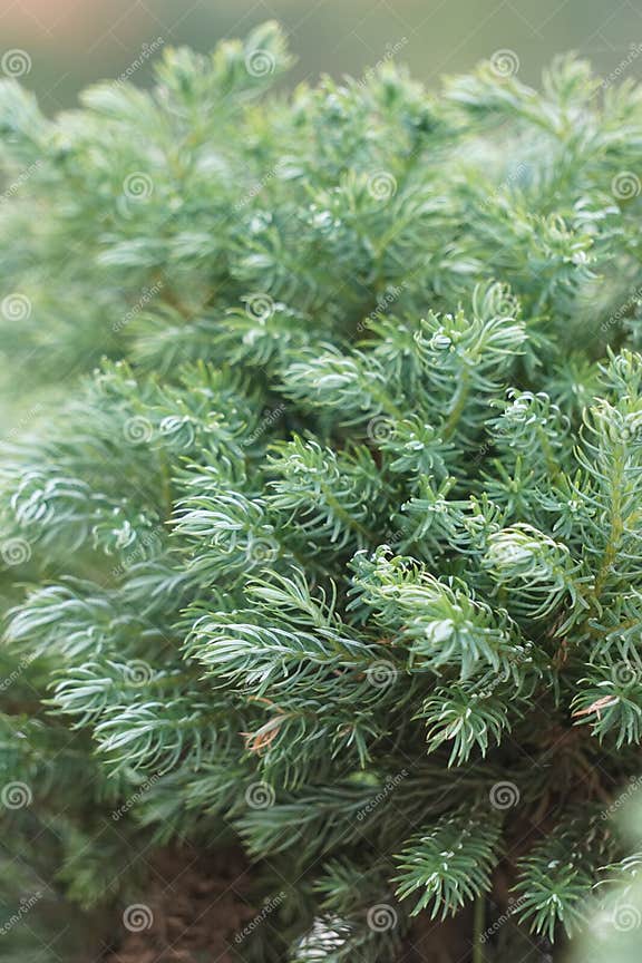 Juniperus Squamata (Also Called Flaky Juniper, Himalayan Juniper) in ...