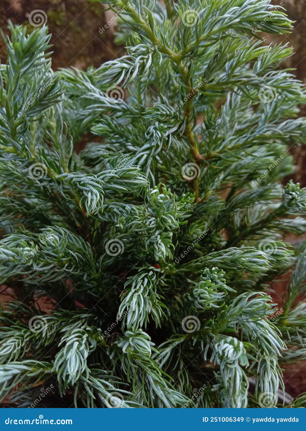 Juniperus Squamata Blue Star or Also Known As Blue Pine. Stock Image ...